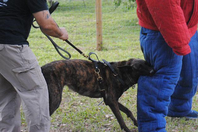 Israeli Special Tactics K9/Police K9 Classes and Seminars/Family ...